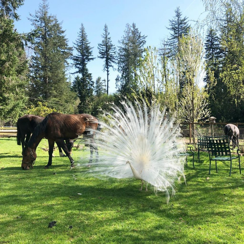 Welcome - Corbett Farm
